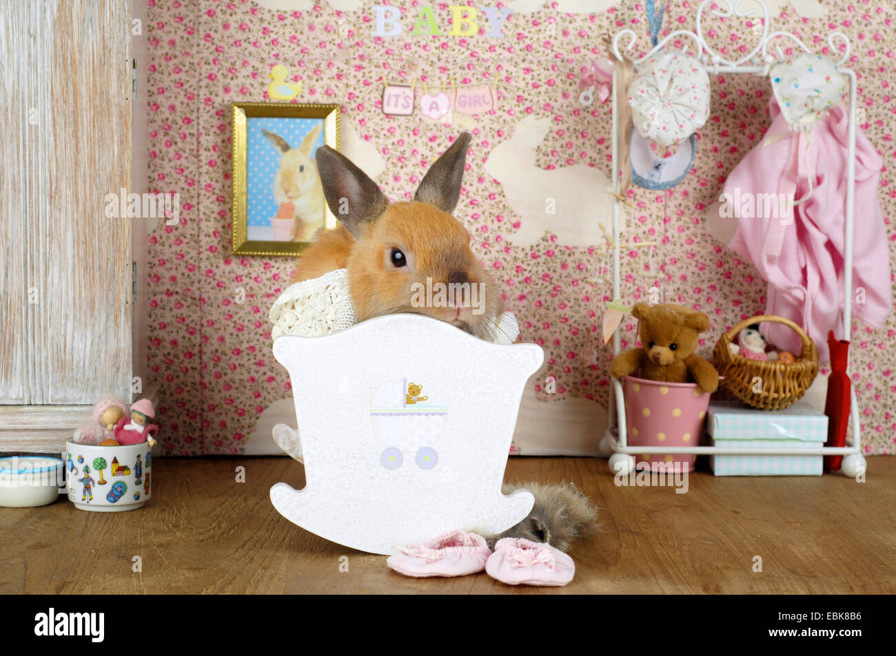 Teddy dwarf rabbit hi-res stock photography and images - Alamy