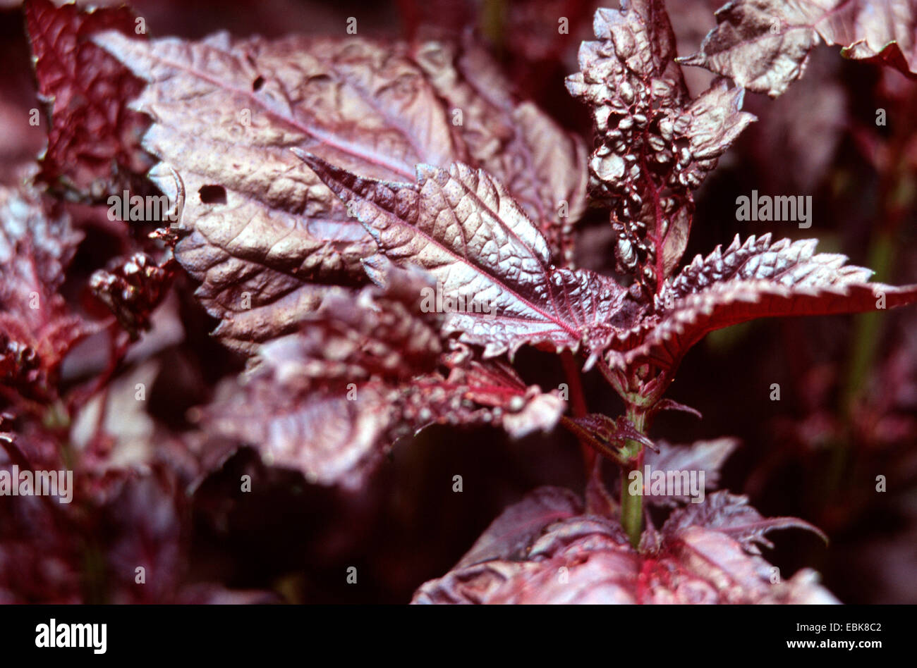 Shiso, Beef-steak plant, Green Shiso; Egoma, medical plant, medical ...