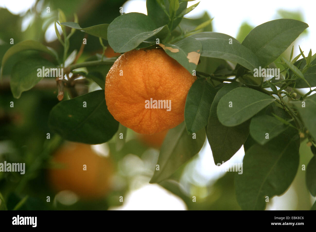 trifoliate orange (Poncirus trifoliata), fruit on a tree Stock Photo ...