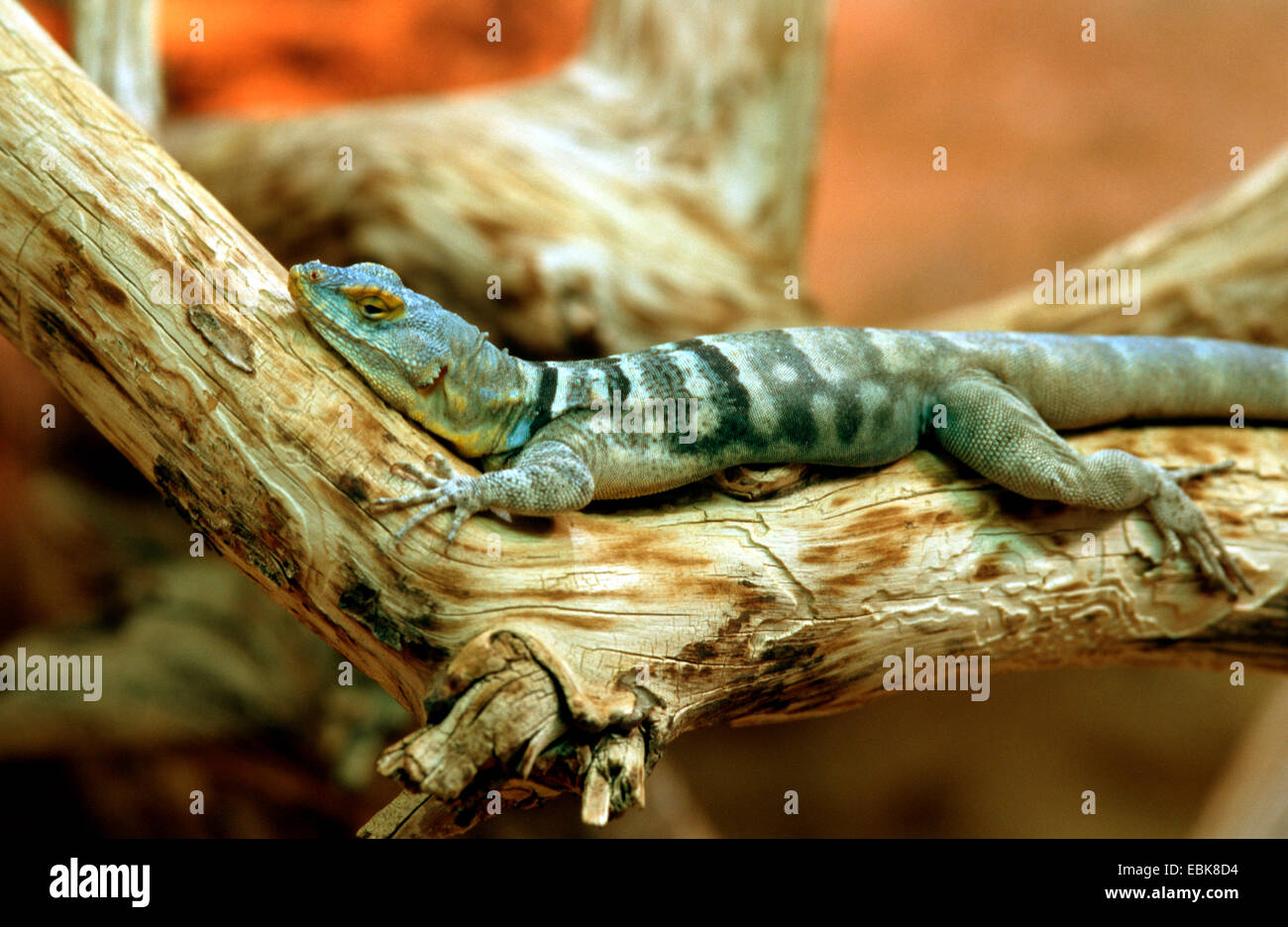 Baja blue rock lizard (Petrosaurus thalassinus), lying on a branch ...