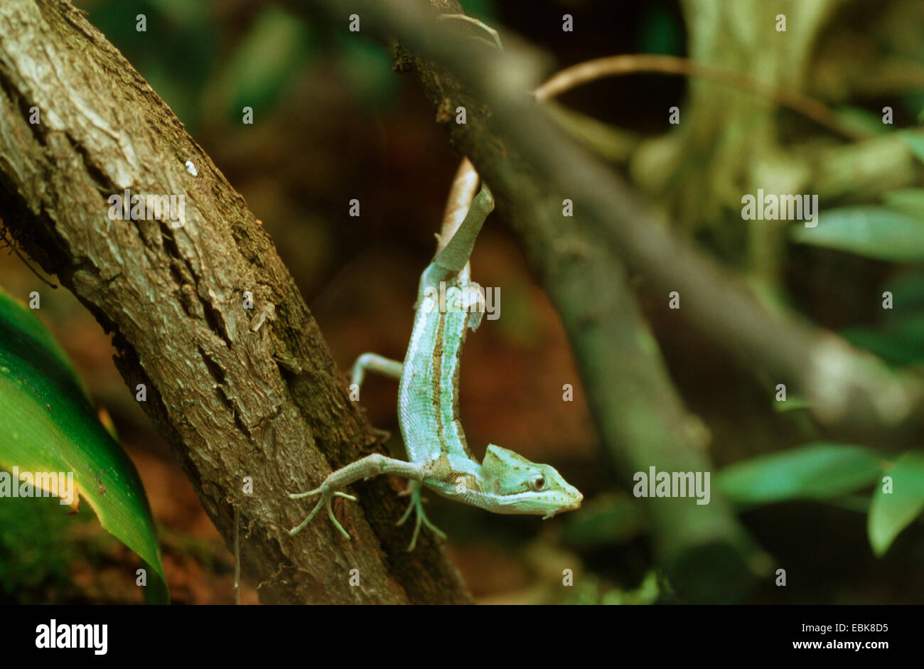 serrated casquehead iguana (Laemanctus serratus), at a stem Stock Photo ...