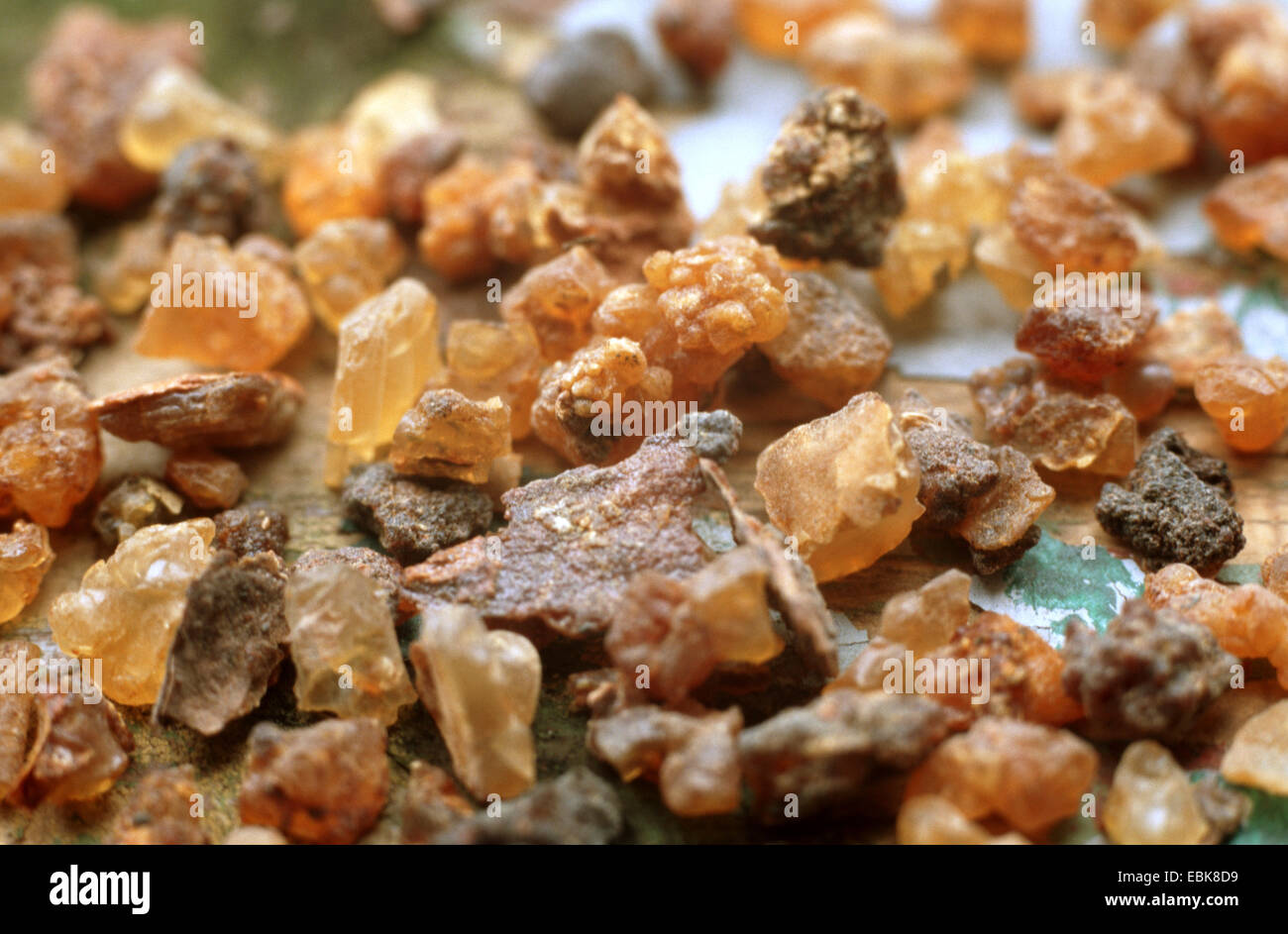Myrrh plant hi-res stock photography and images - Alamy