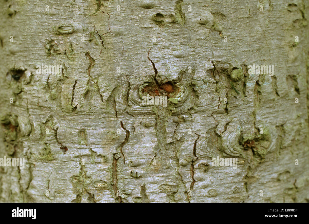 Noble fir, Red fir, White fir (Abies procera, Abies nobilis), bark ...