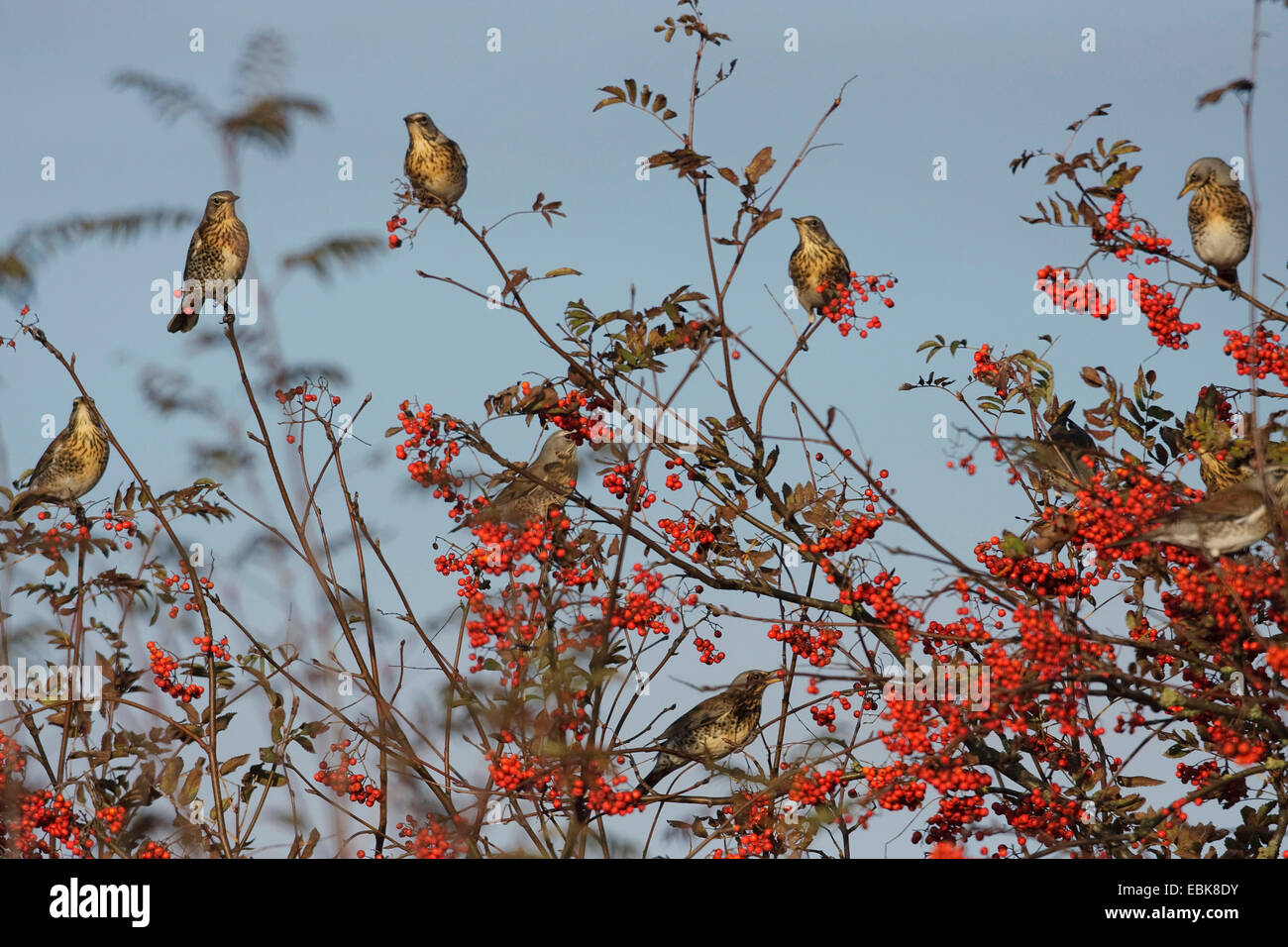fieldfare (Turdus pilaris), flock sittin in a rowan tree, Germany Stock ...