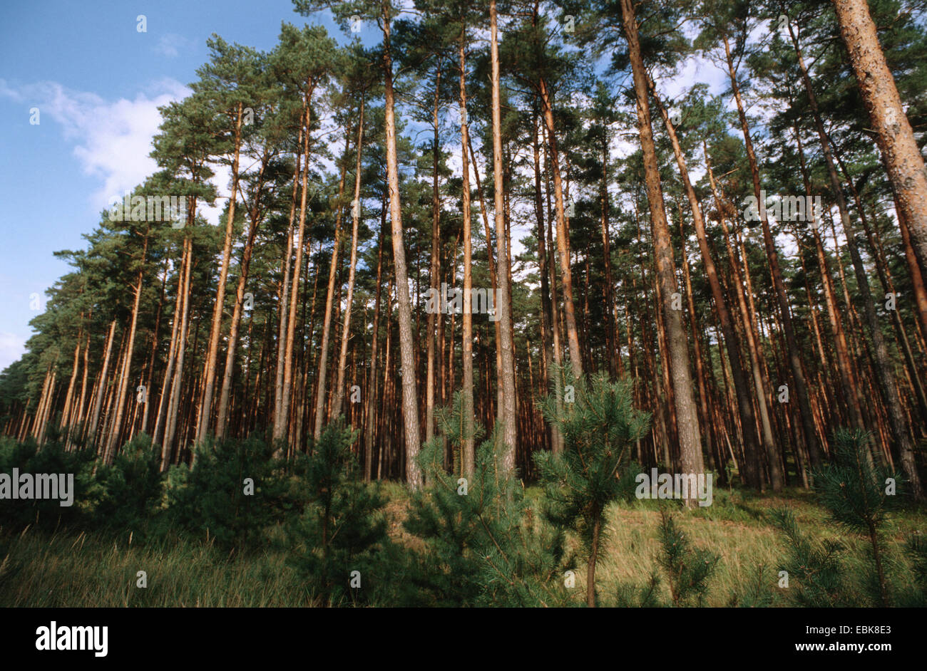 Scotch pine, scots pine (Pinus sylvestris), pine forest, Germany ...