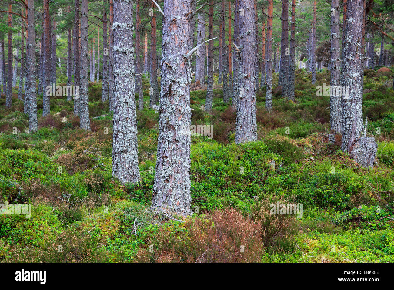 Scotch pine, scots pine (Pinus sylvestris), pine forest, United Kingdom ...