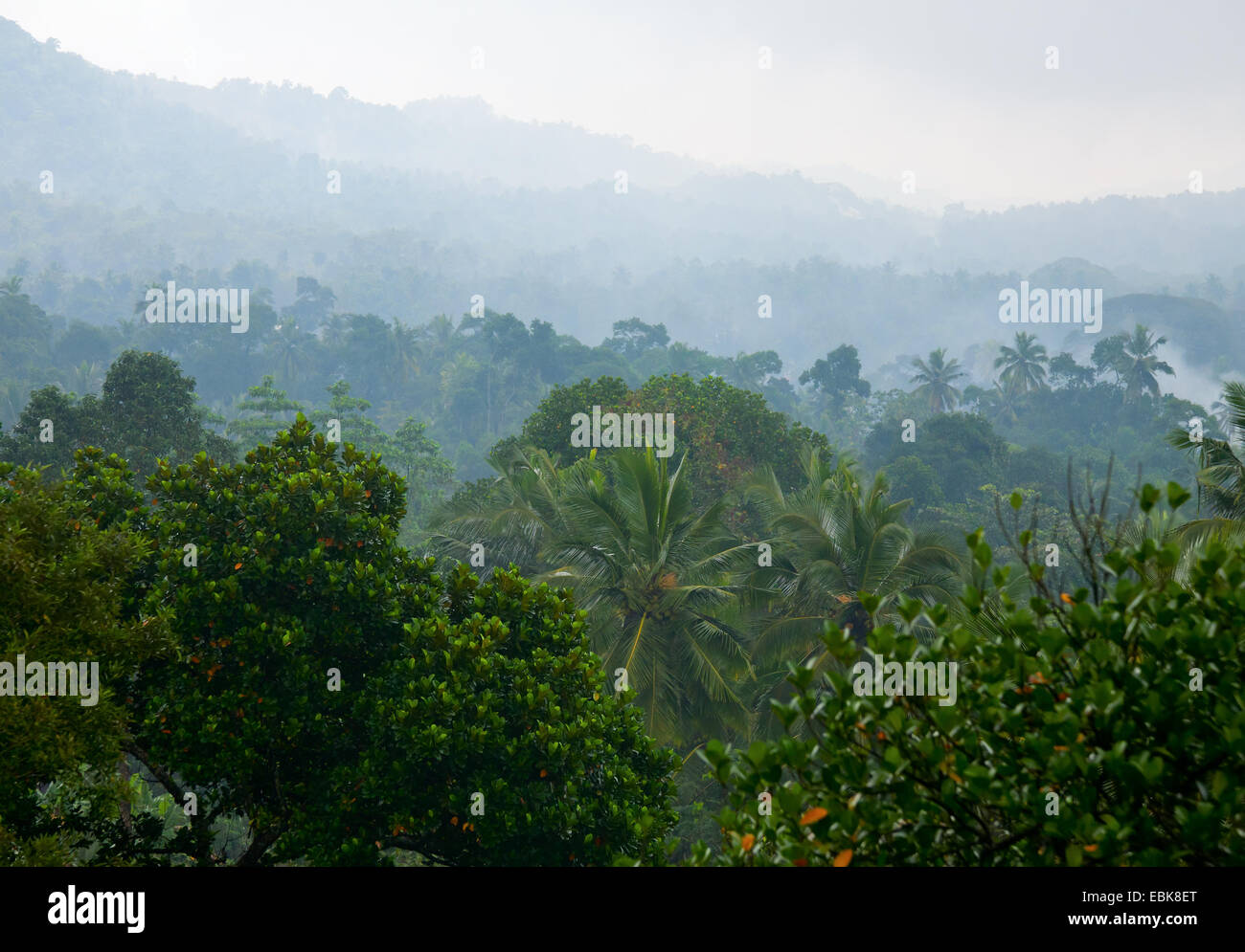 Tropical rainforest mountain covered in fog Stock Photo - Alamy