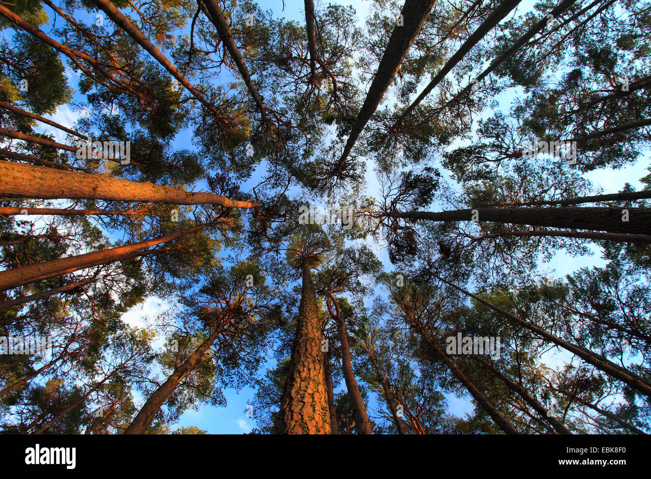 Worms Eye View Tree Canopy High Resolution Stock Photography and Images ...