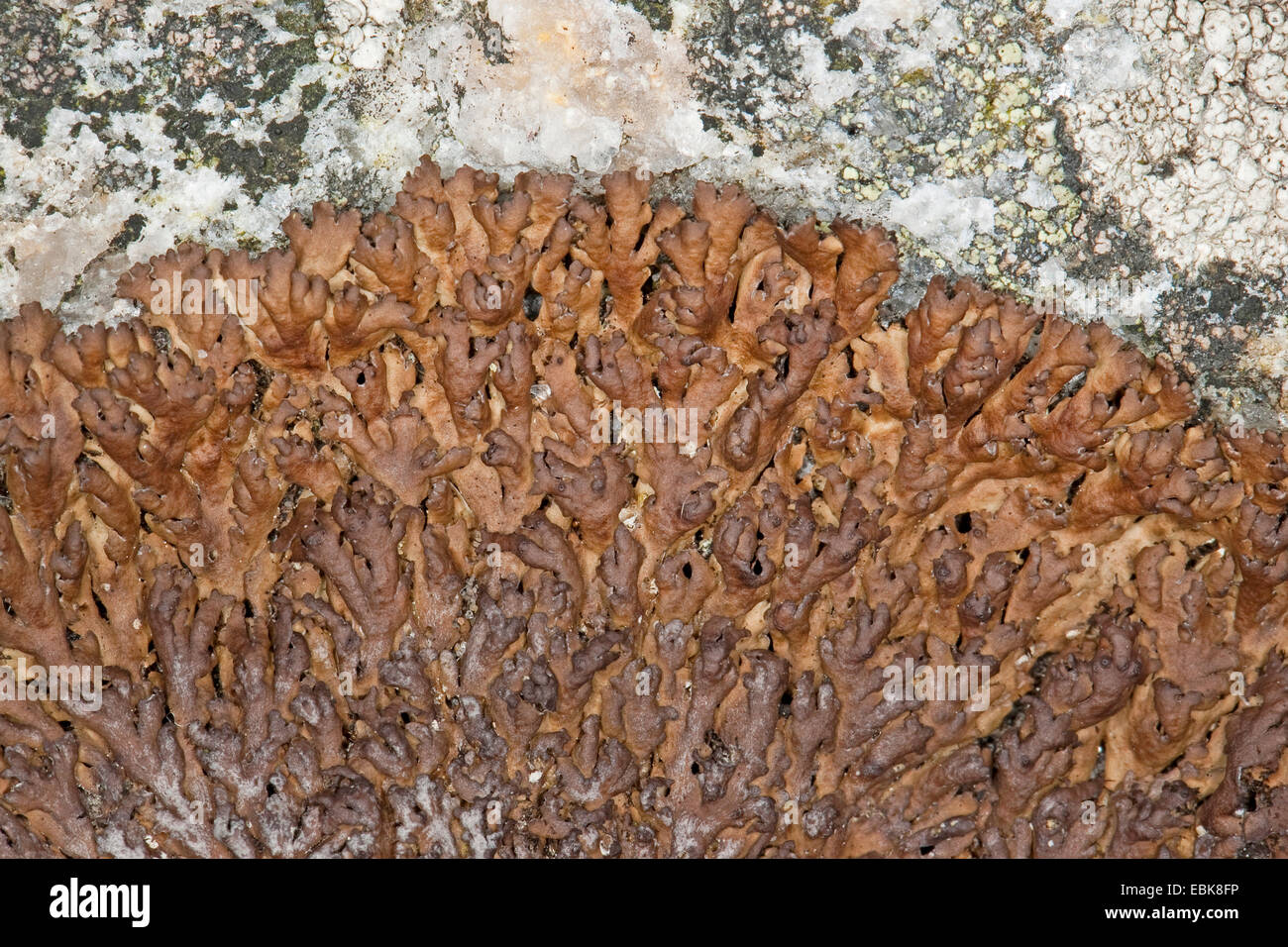 Anaptychia (Anaptychia runcinata, Anaptychia aquila, Anaptychia fusca ...