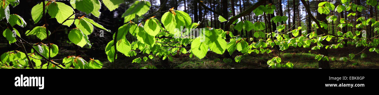 common beech (Fagus sylvatica), young leaves in backlight, Germany ...