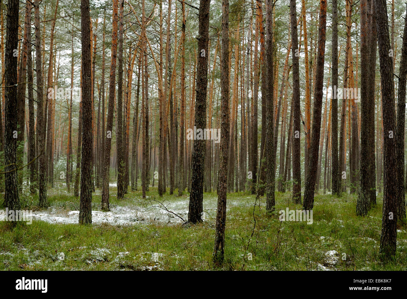 Scotch pine, scots pine (Pinus sylvestris), wintry pine forest, Germany ...