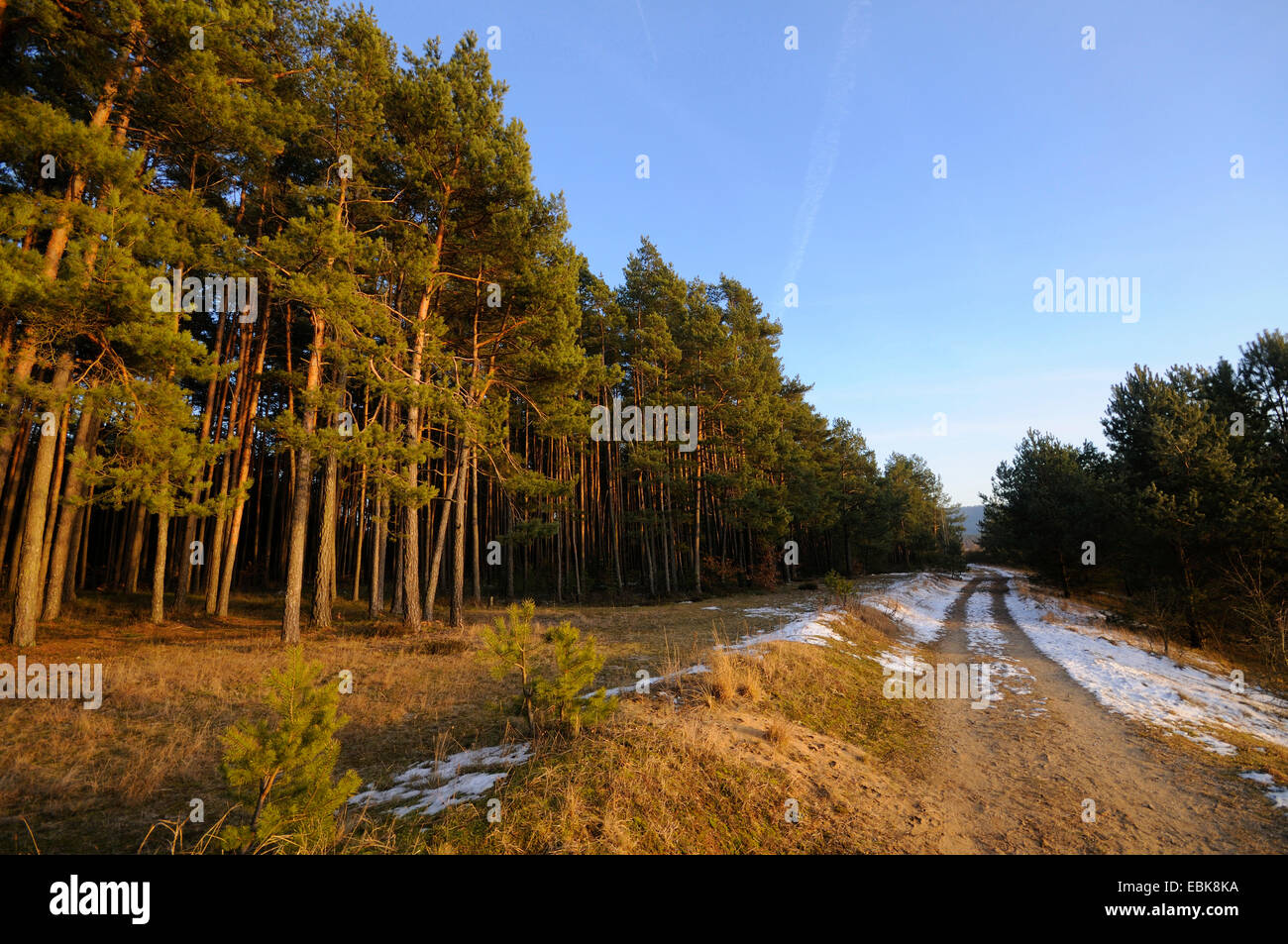 Scotch pine, scots pine (Pinus sylvestris), pine forest, Germany ...