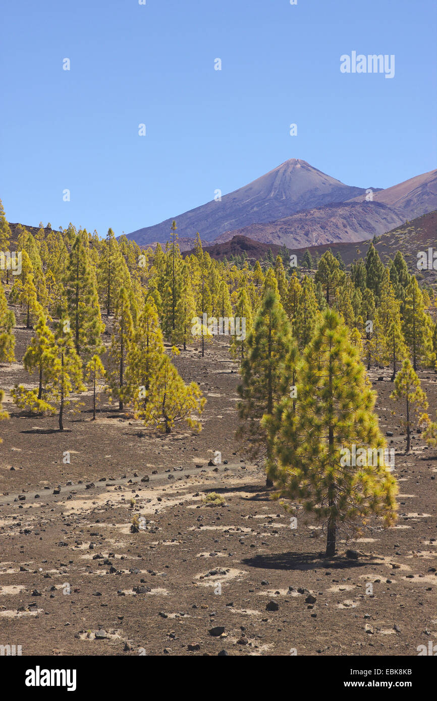 Endemic plants canary islands hi-res stock photography and images - Alamy