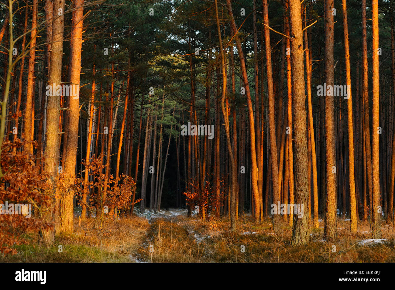 Scotch pine, scots pine (Pinus sylvestris), forest path in pine forest ...