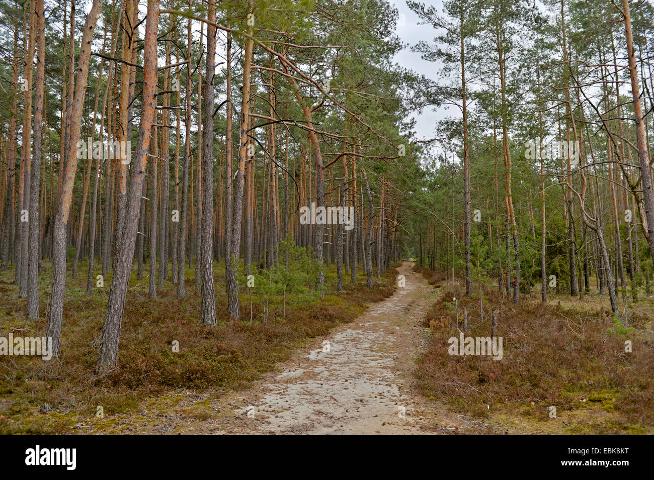 Pine tree monoculture hi-res stock photography and images - Alamy