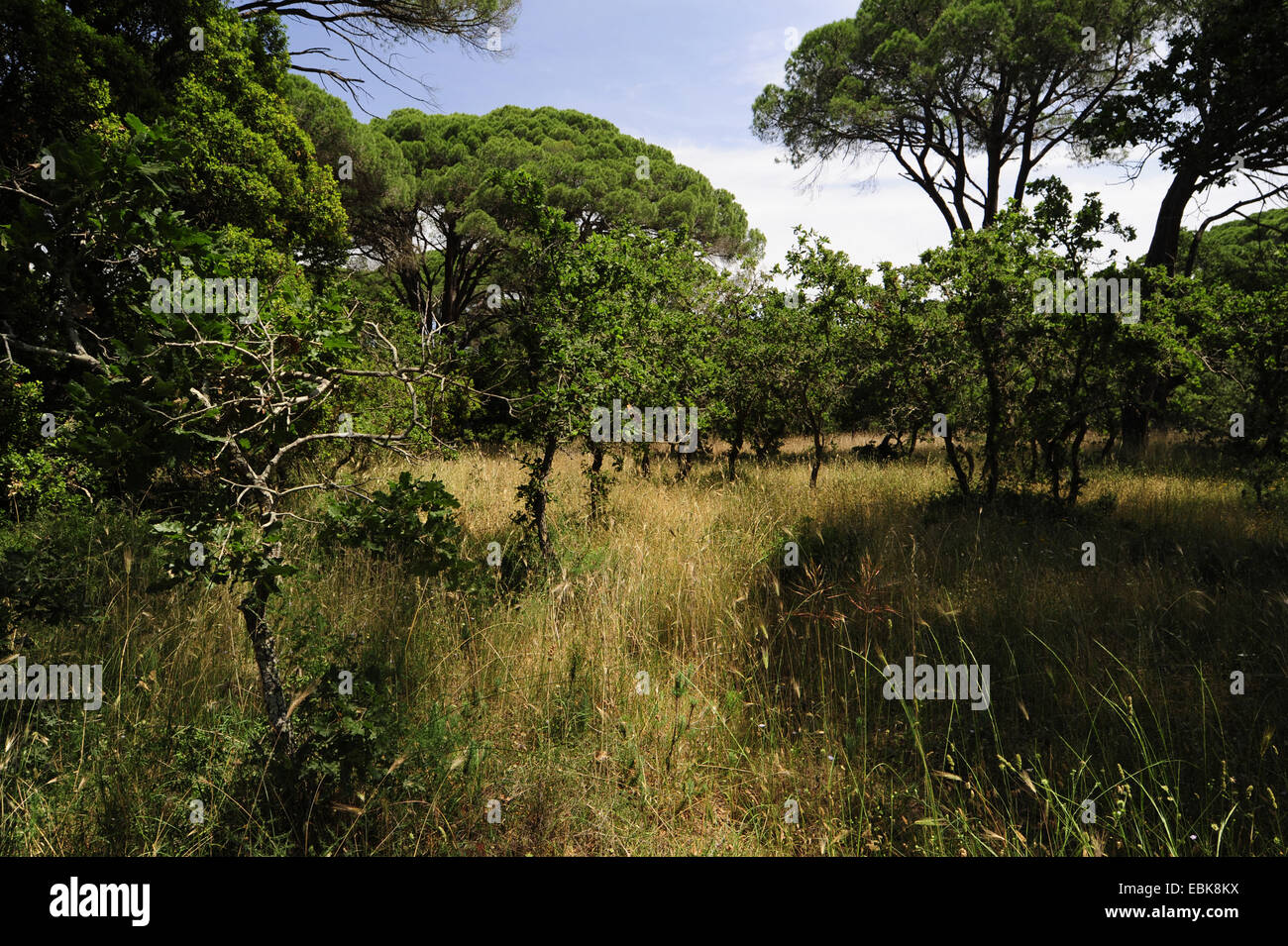 Stone pine, Italian Stone pine, Umbrella Pine (Pinus pinea), light pine ...