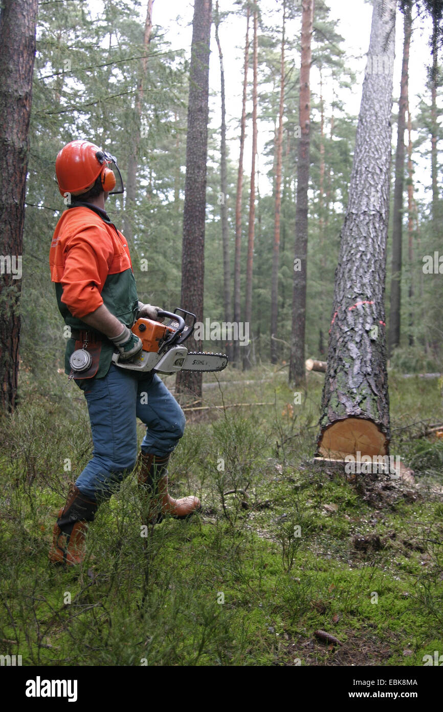 Scotch pine, Scots pine (Pinus sylvestris), forester chopping a pine ...