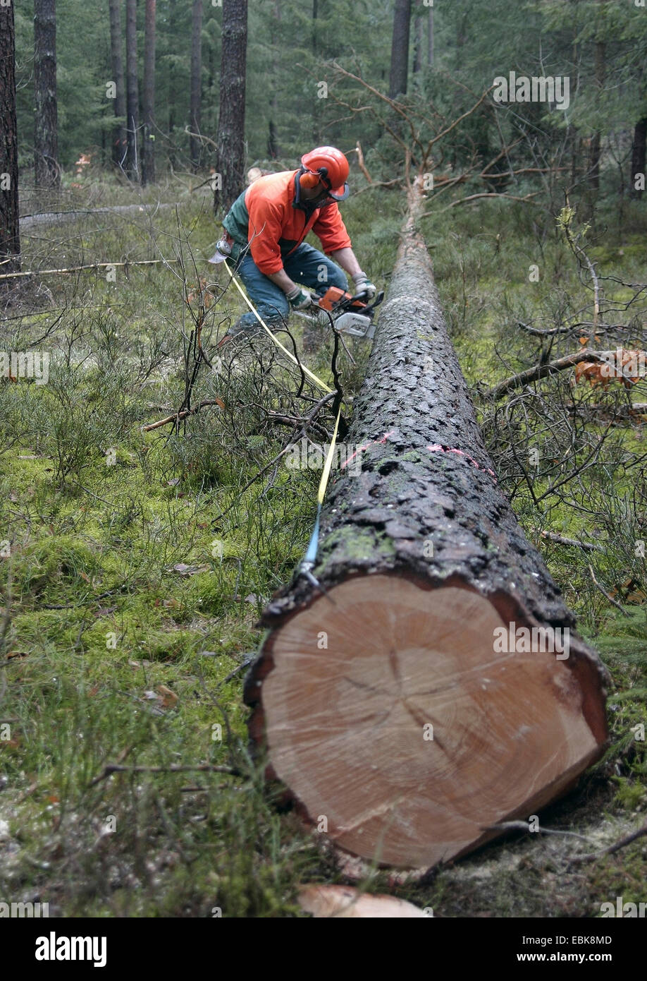 Scotch pine, Scots pine (Pinus sylvestris), forester sawing a pine ...