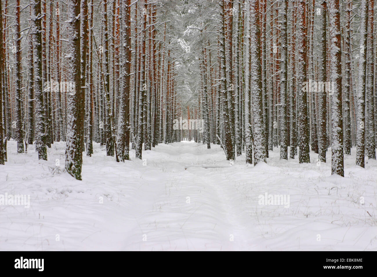 Snowbound lane in the woods hi-res stock photography and images - Alamy