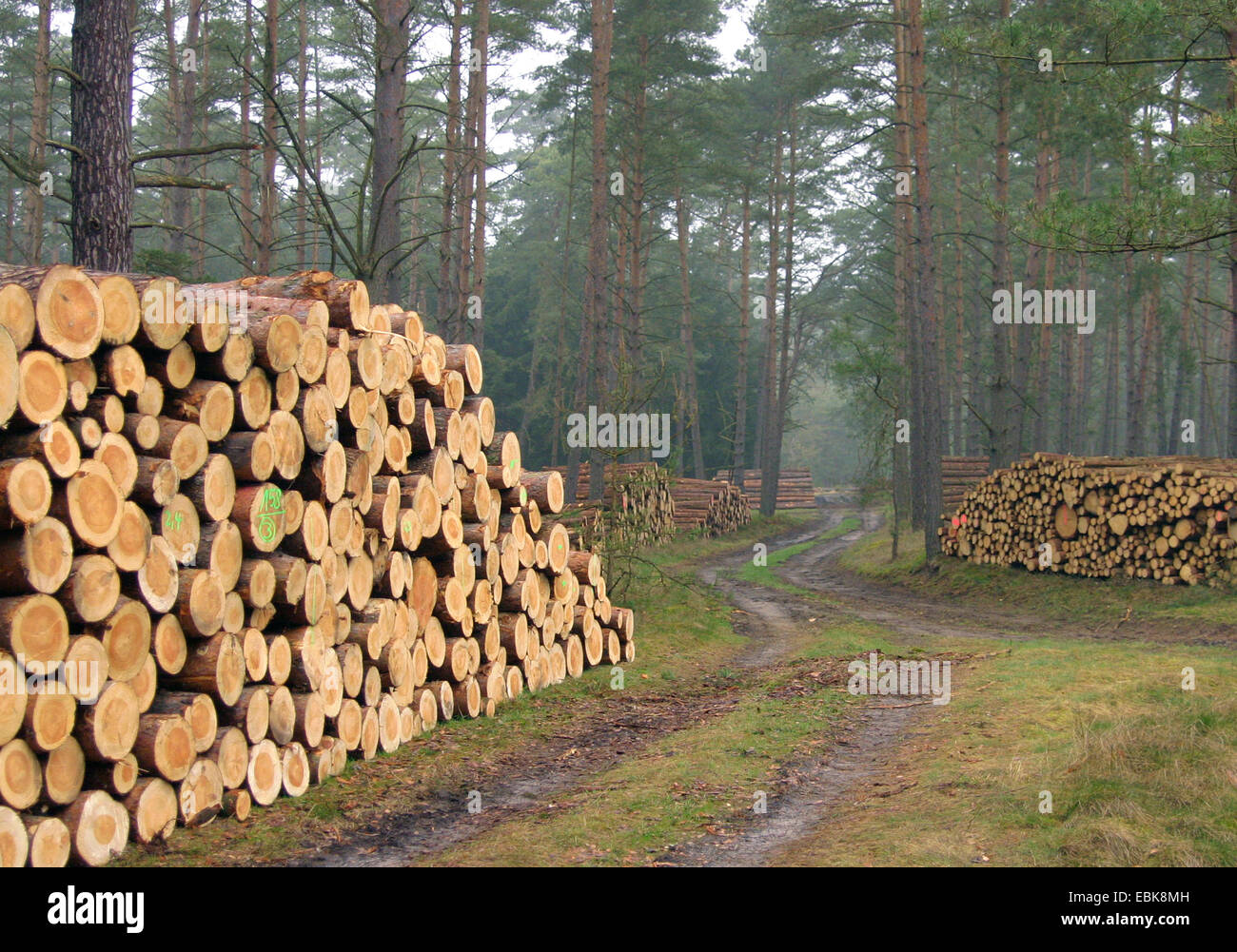 Scotch pine, Scots pine (Pinus sylvestris), stack of locks at a forest ...