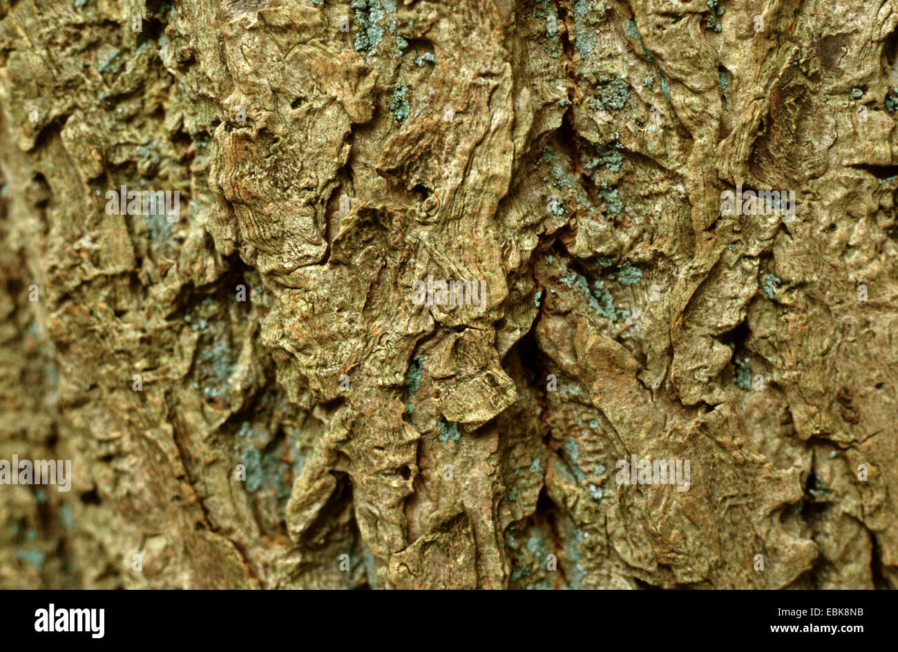 Japanese cork tree (Phellodendron japonicum), bark Stock Photo - Alamy