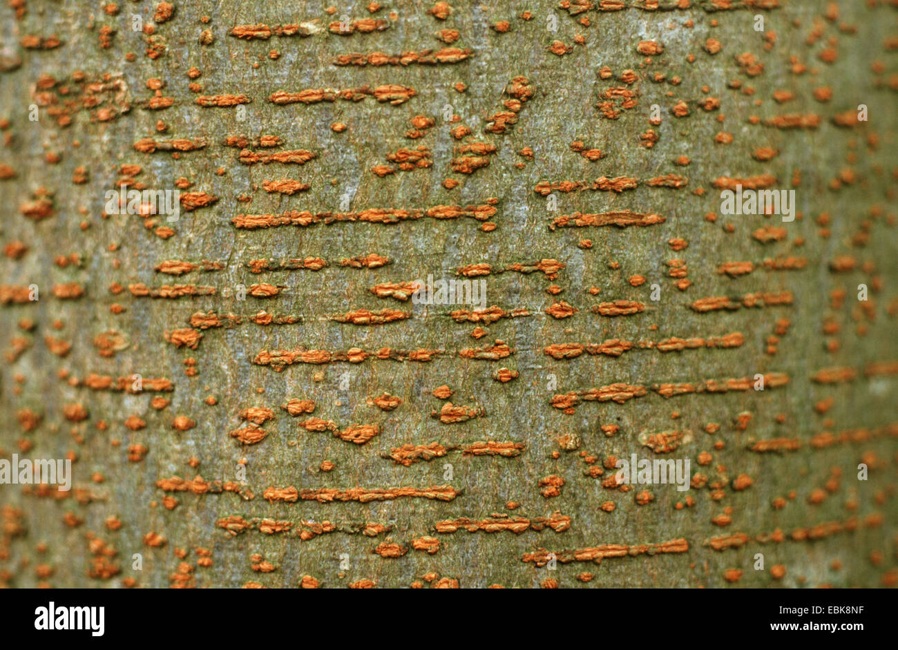 Zelkova Bark
