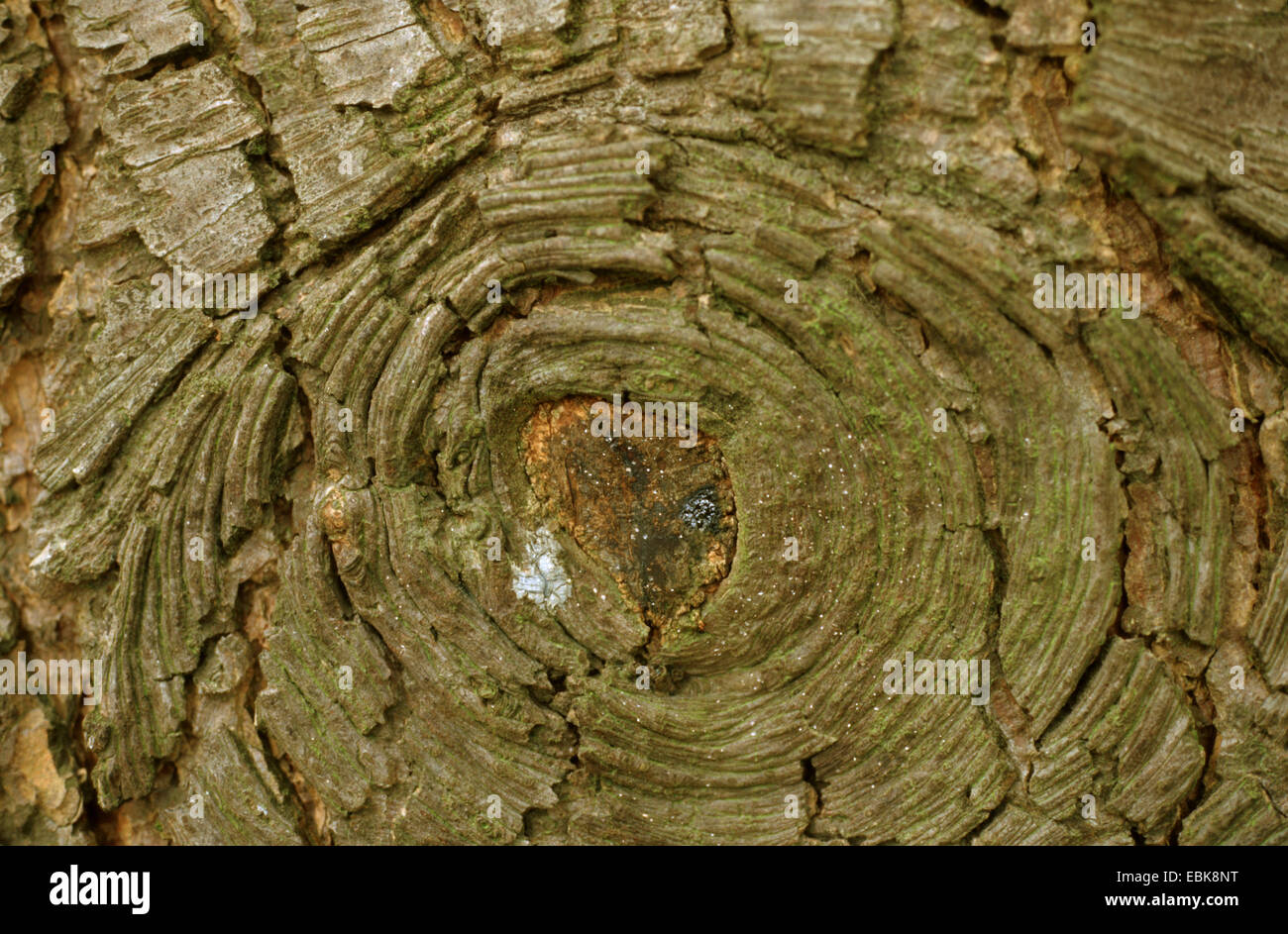 African cedar (Cedrus atlantica), trunk with knothole Stock Photo - Alamy