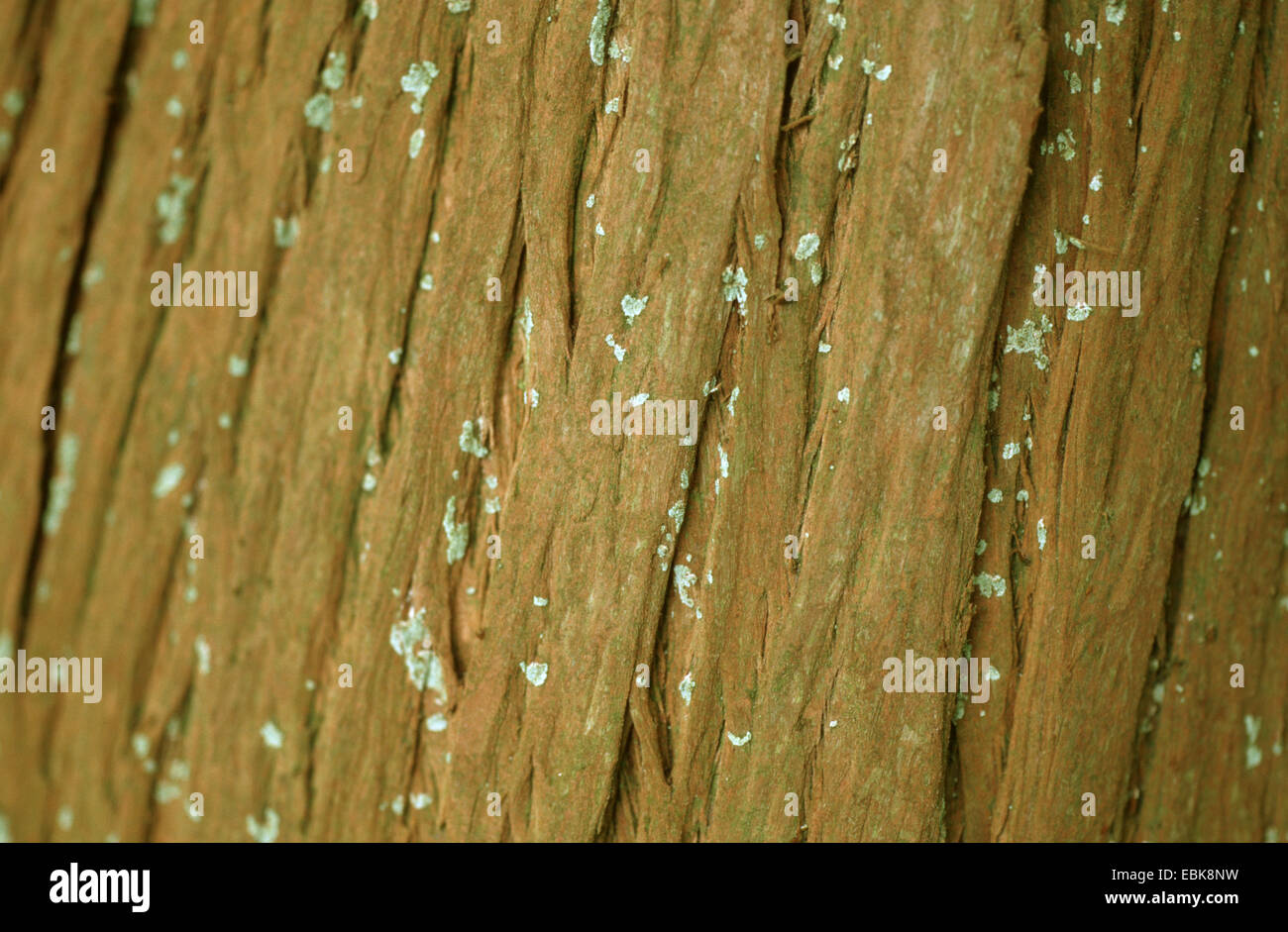 baldcypress (Taxodium distichum), bark Stock Photo - Alamy