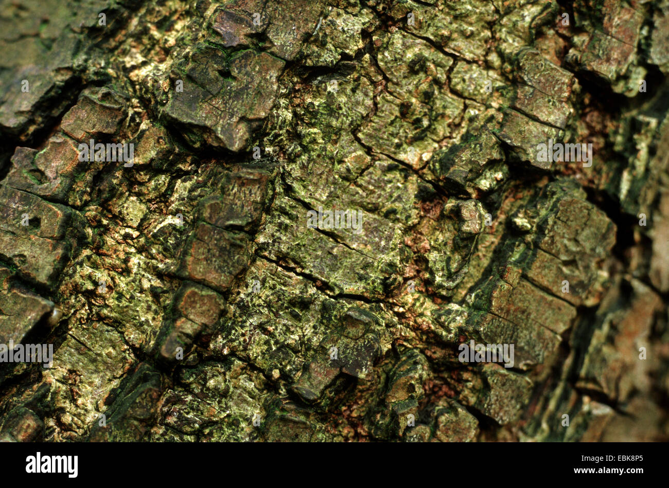 date plum tree (Diospyros lotus), bark Stock Photo - Alamy