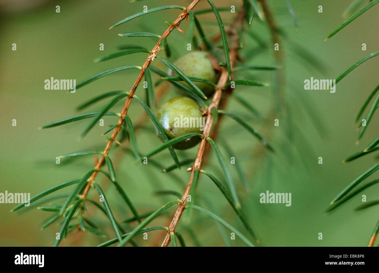 Temple junipers hi-res stock photography and images - Alamy