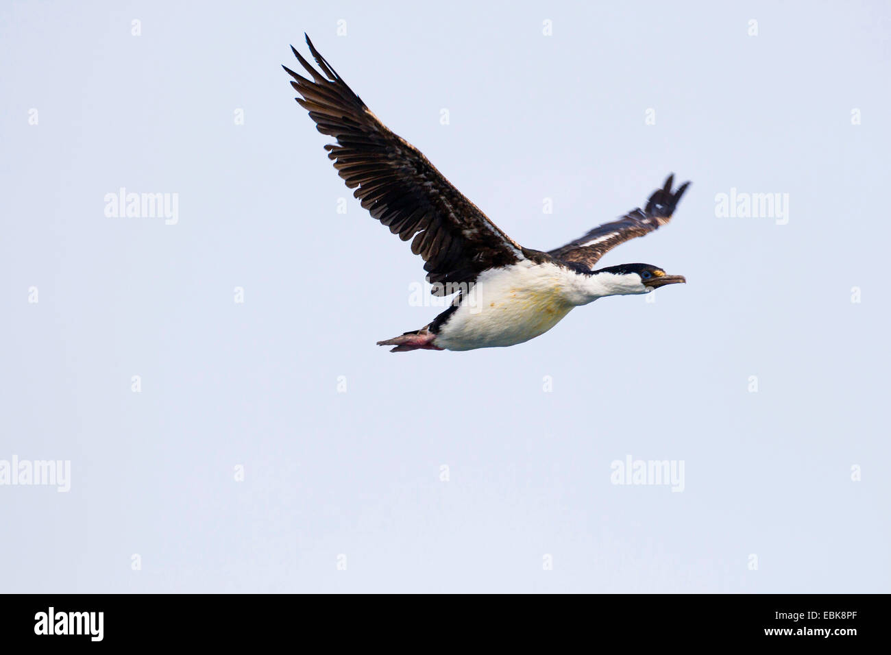 Antarctic shag (Phalacrocorax bransfieldensis), flying, Antarctica ...