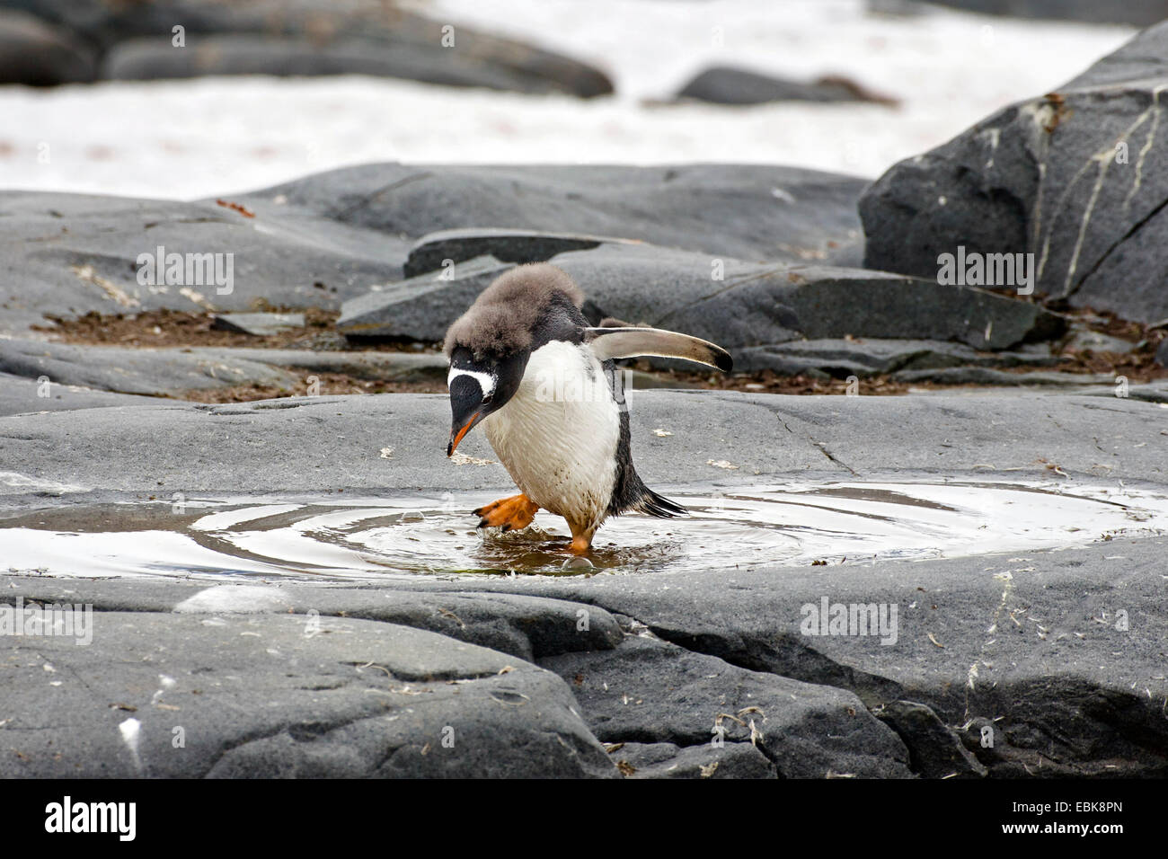 gentoo penguin (Pygoscelis papua), young bird moulting and walking ...