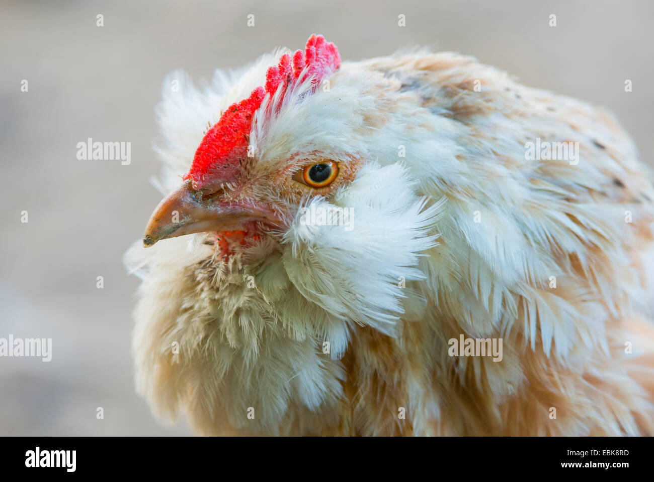 domestic fowl (Gallus gallus f. domestica), German Lachshuhn, Germany ...
