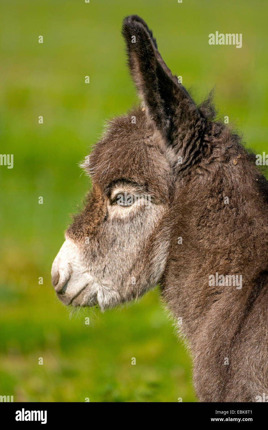 domestic donkey (Equus asinus f. asinus), foal, portraet, Germany Stock ...