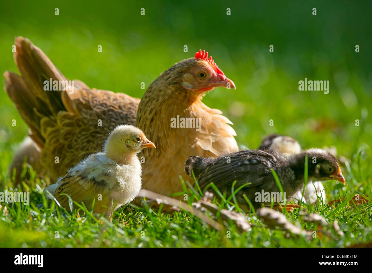 domestic fowl (Gallus gallus f. domestica), hen with chicks, Germany ...