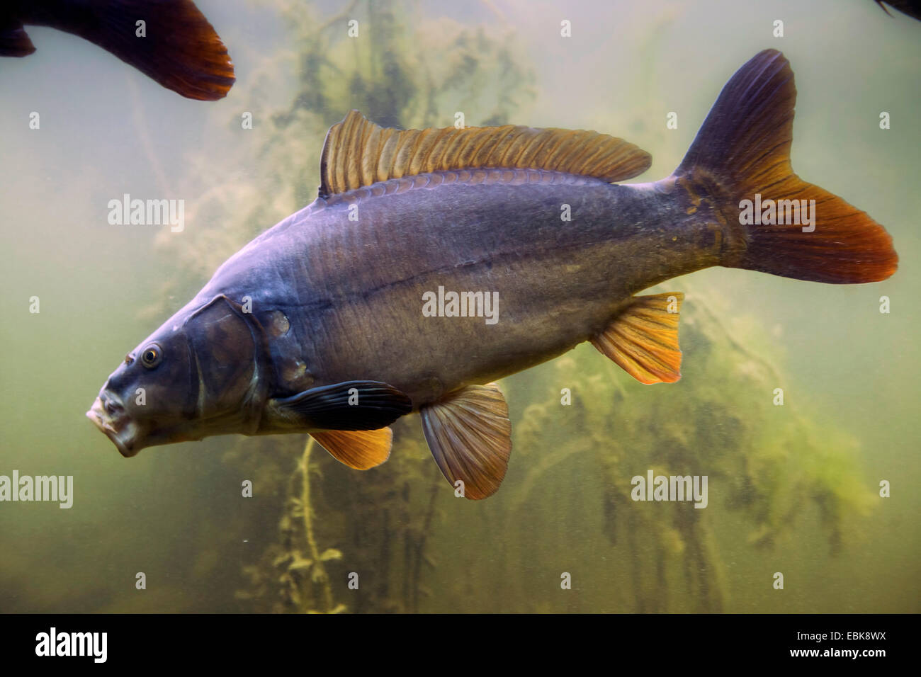 Mirror carp swimming in front of algae hi-res stock photography and ...