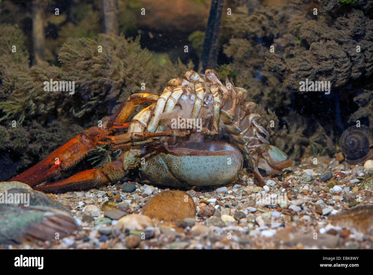 noble crayfish (Astacus astacus), exuvia lying in river gravel after ...