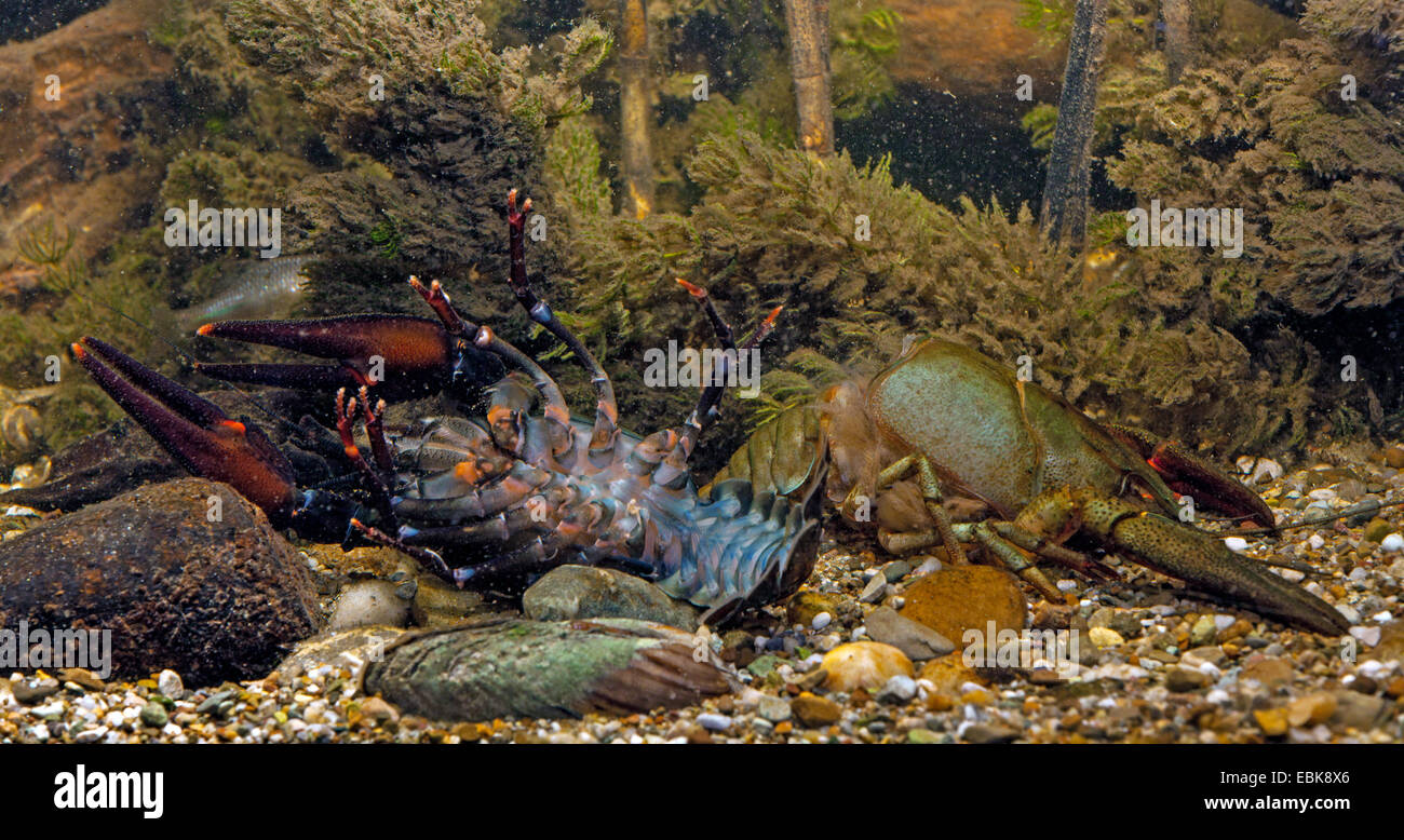 noble crayfish (Astacus astacus), with exuvia in river gravel directly ...