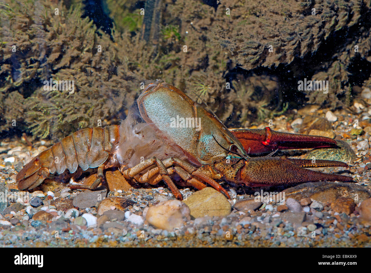 noble crayfish (Astacus astacus), exuvia lying in river gravel after ...