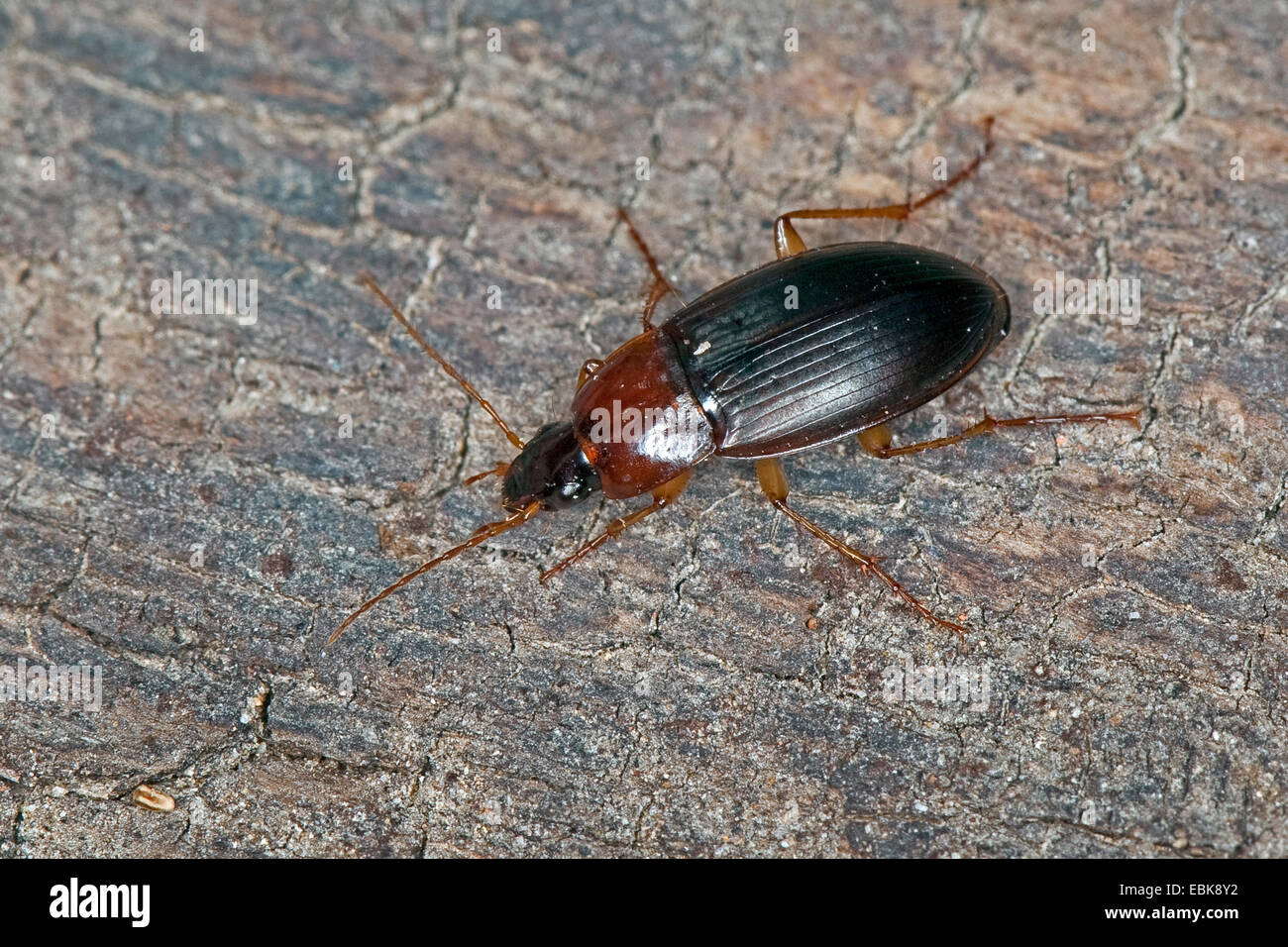 ground beetle (Calathus spec, Neocalathus spec.), sitting on wood ...