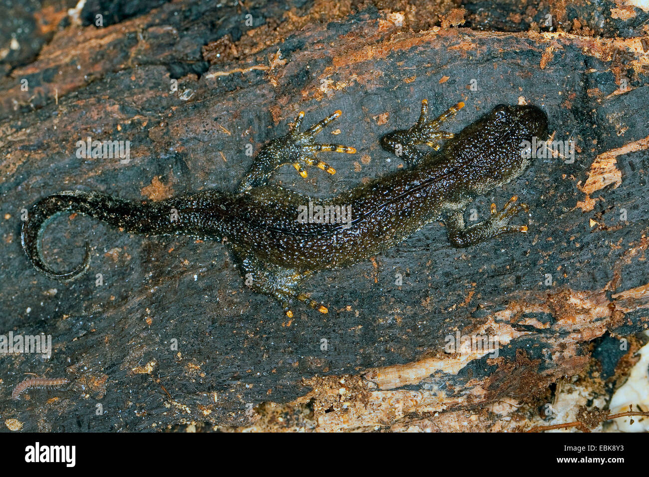 warty newt, crested newt, European crested newt (Triturus cristatus ...