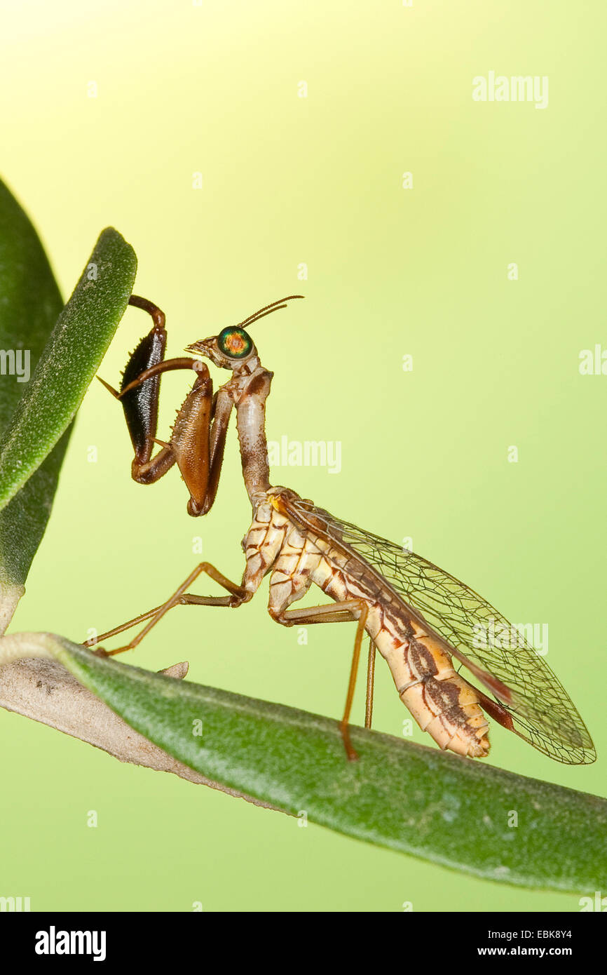 Mantis fly mantispidae hi-res stock photography and images - Alamy