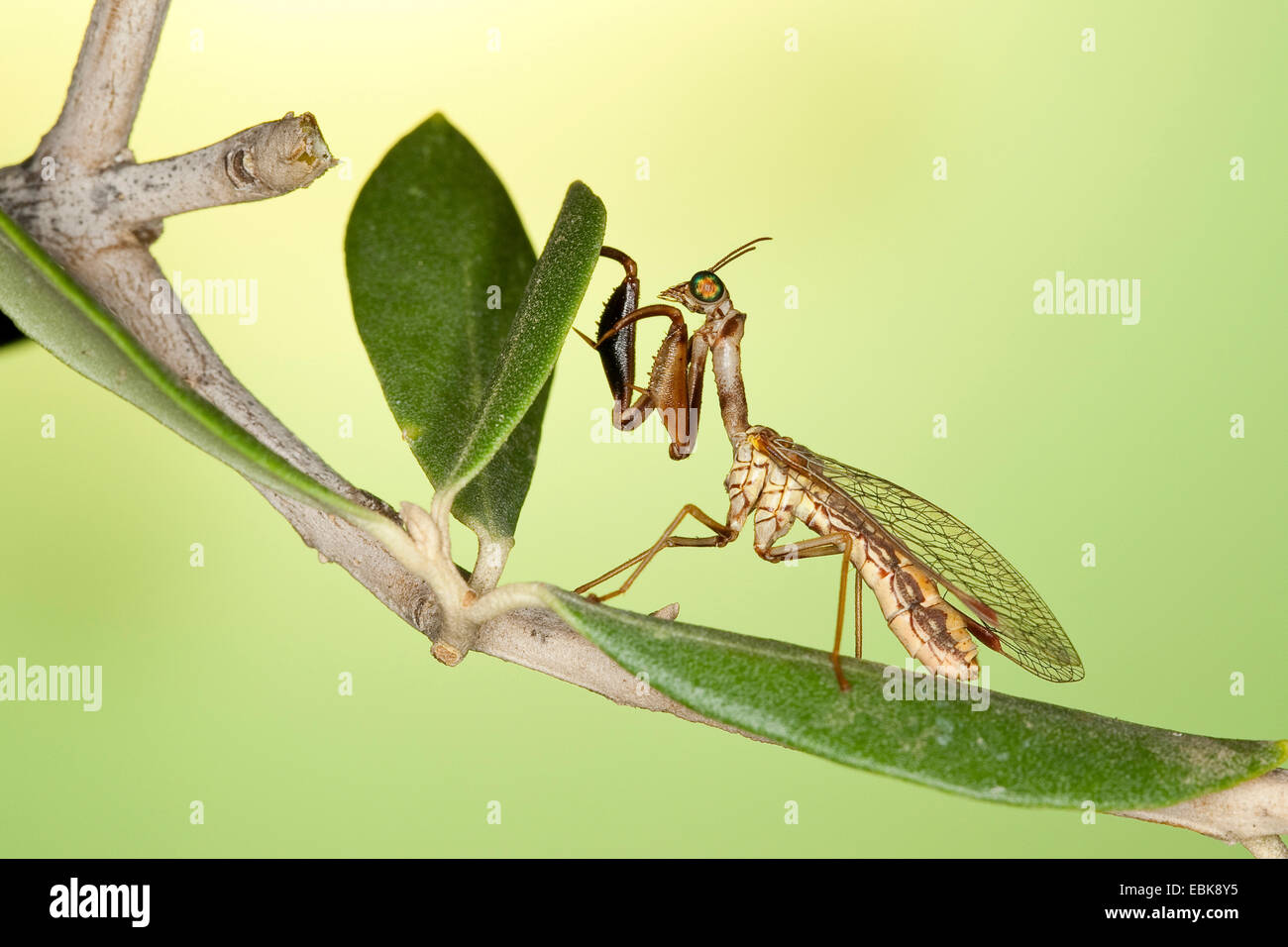 Mantis fly (Mantispa styriaca, Poda pagana, Mantispa pagana), sitting ...
