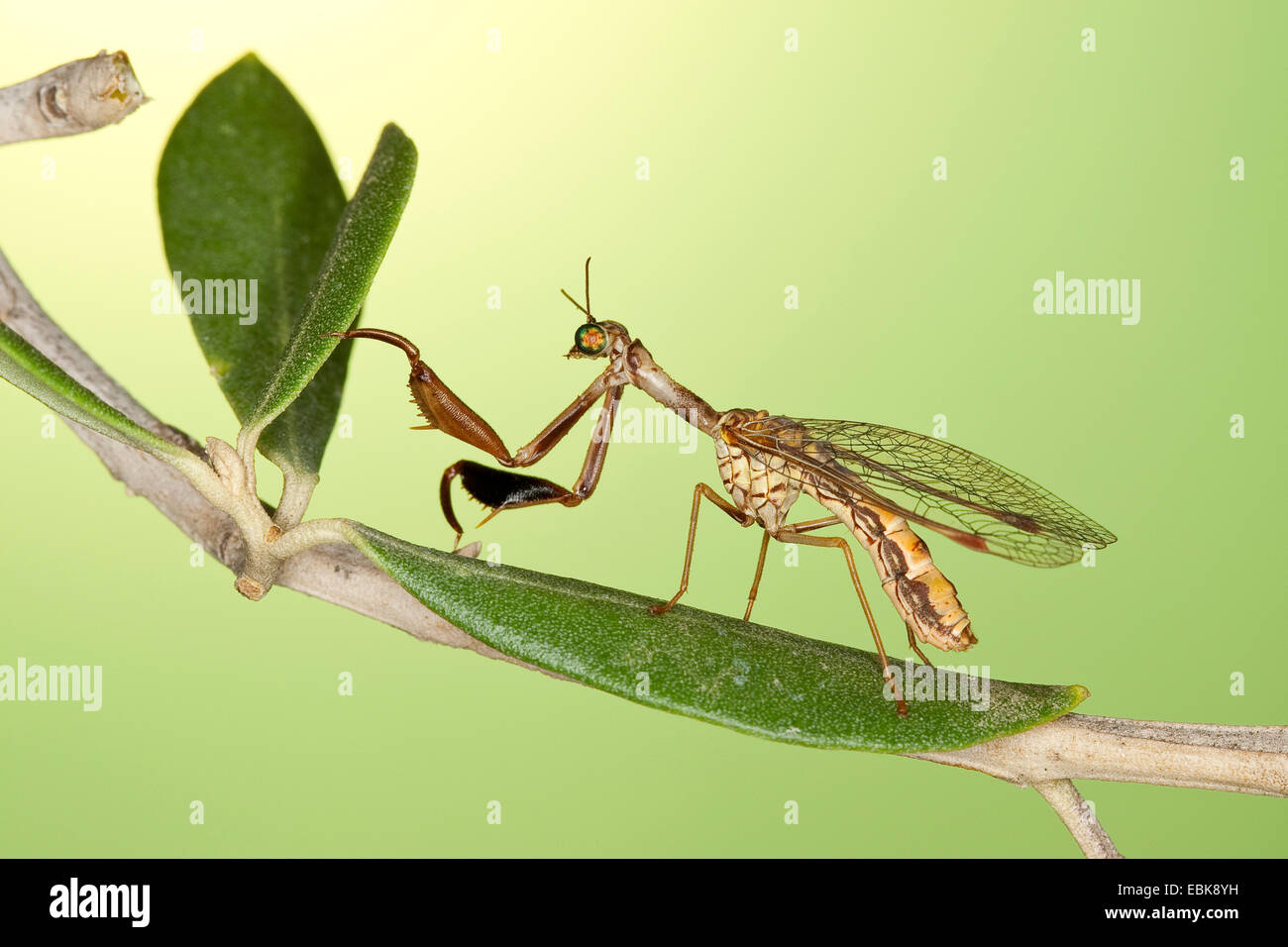 Mantispid hi-res stock photography and images - Alamy