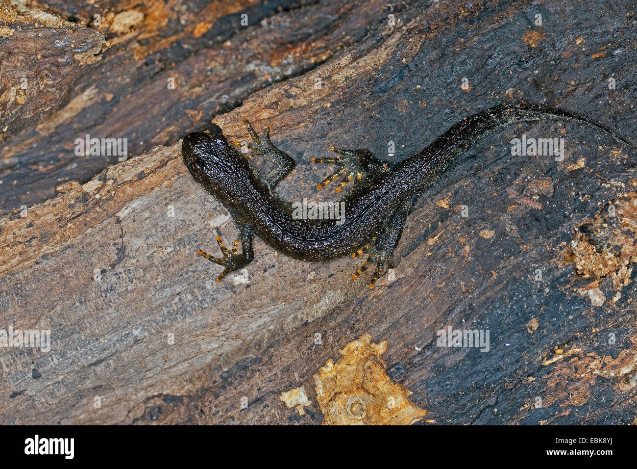 warty newt, crested newt, European crested newt (Triturus cristatus ...