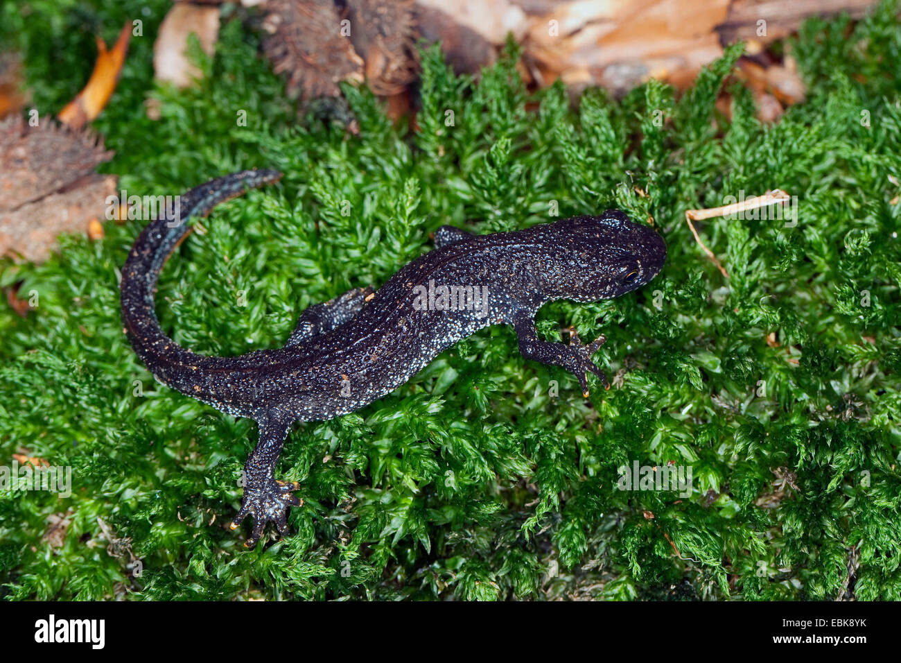 warty newt, crested newt, European crested newt (Triturus cristatus ...