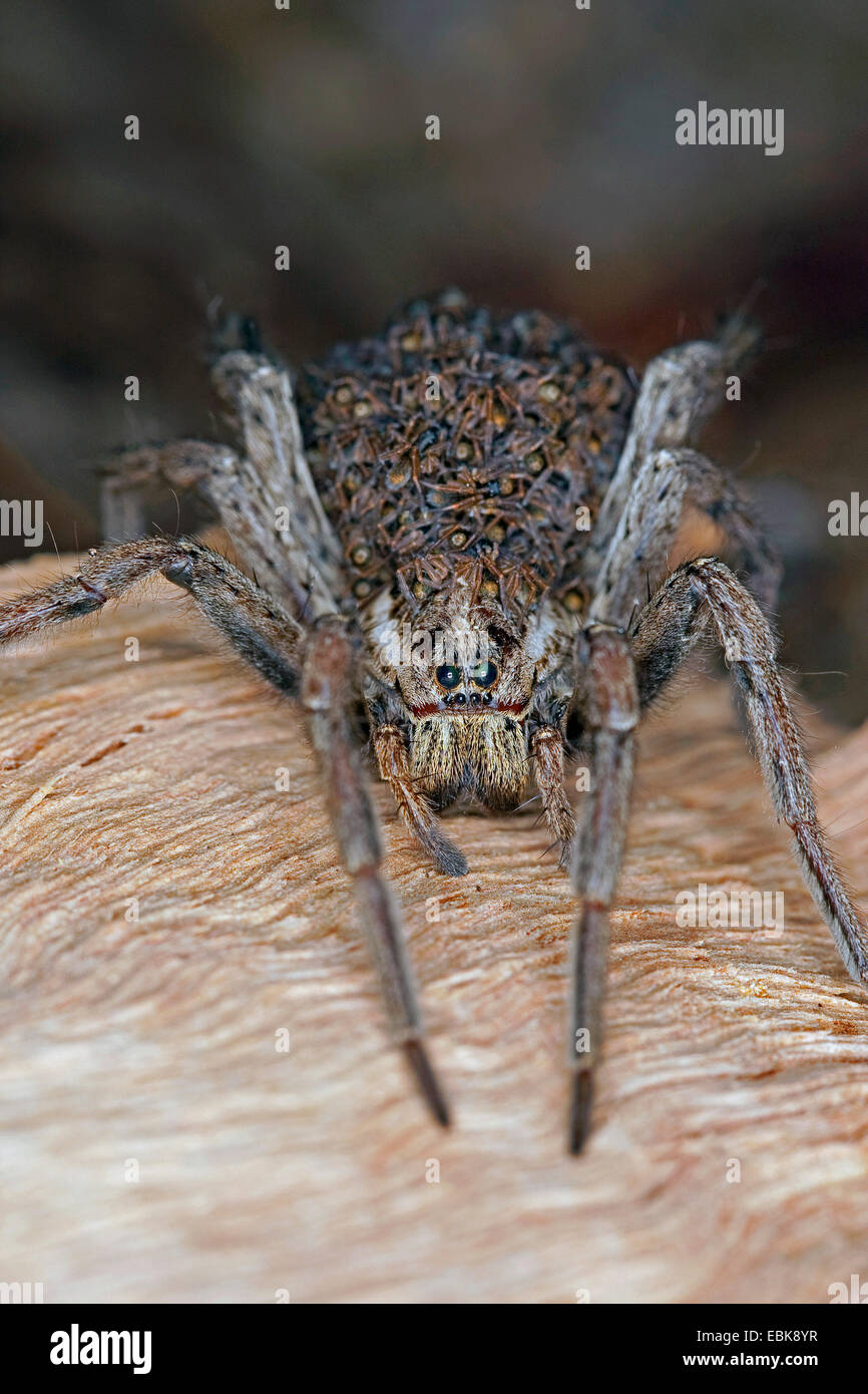 False tarantula (Hogna radiata, Lycosa radiata, Tarentula balearica ...