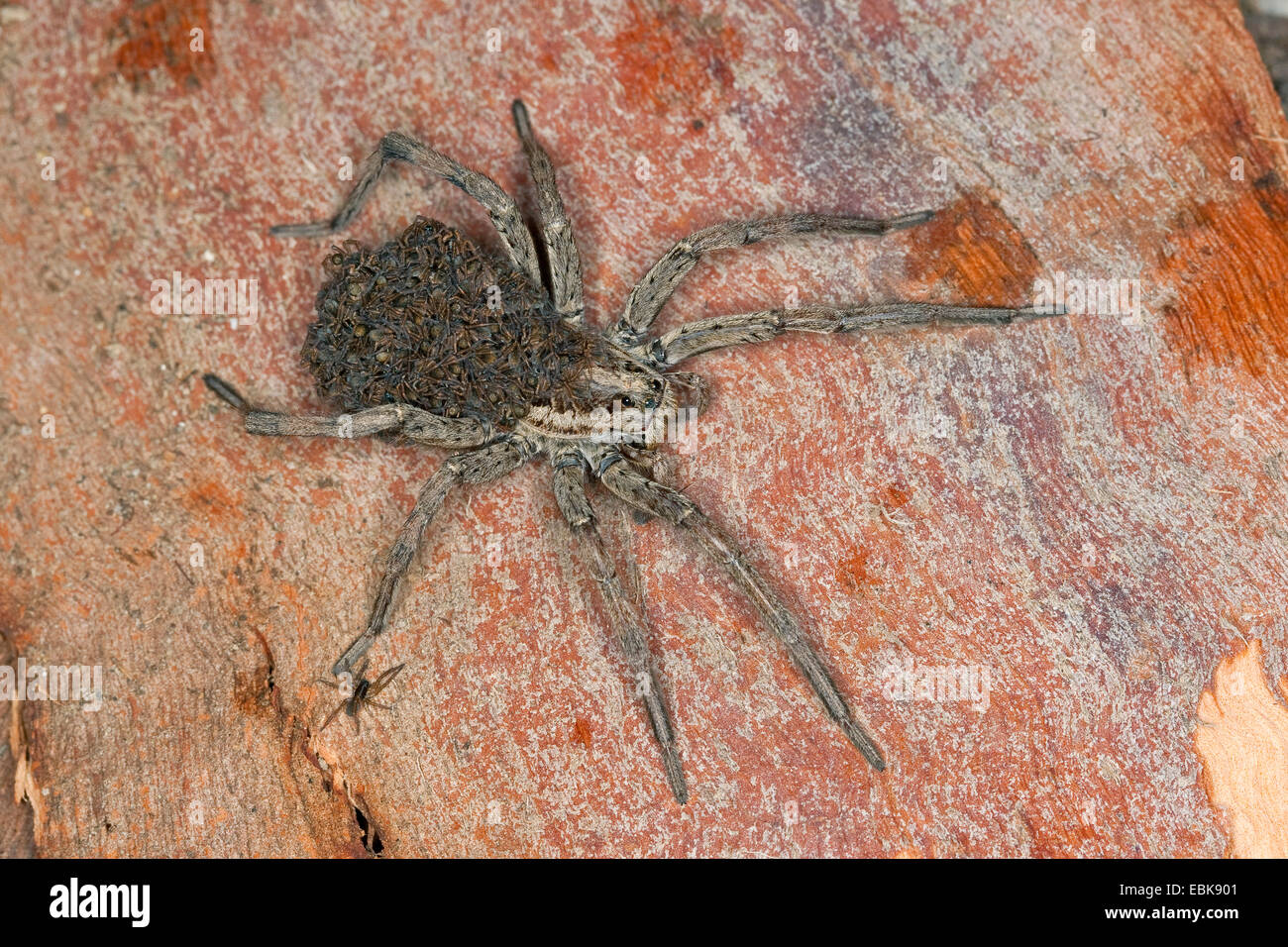 False tarantula hogna radiata hi-res stock photography and images - Alamy