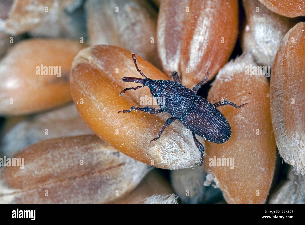 Wheat weevil, Granary weevil, Grain weevil (Sitophilus granarius ...