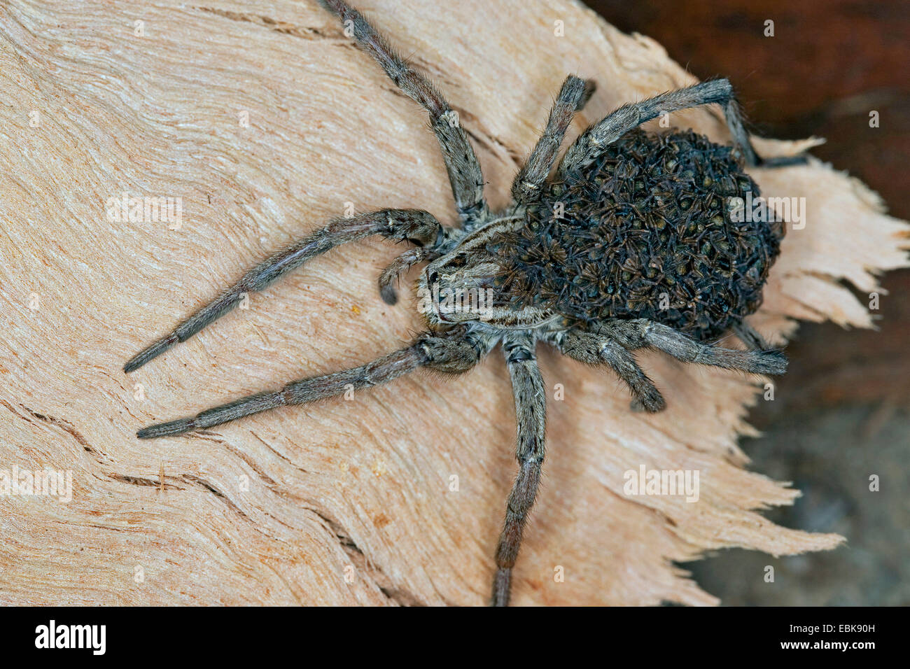 False tarantula (Hogna radiata, Lycosa radiata, Tarentula balearica ...